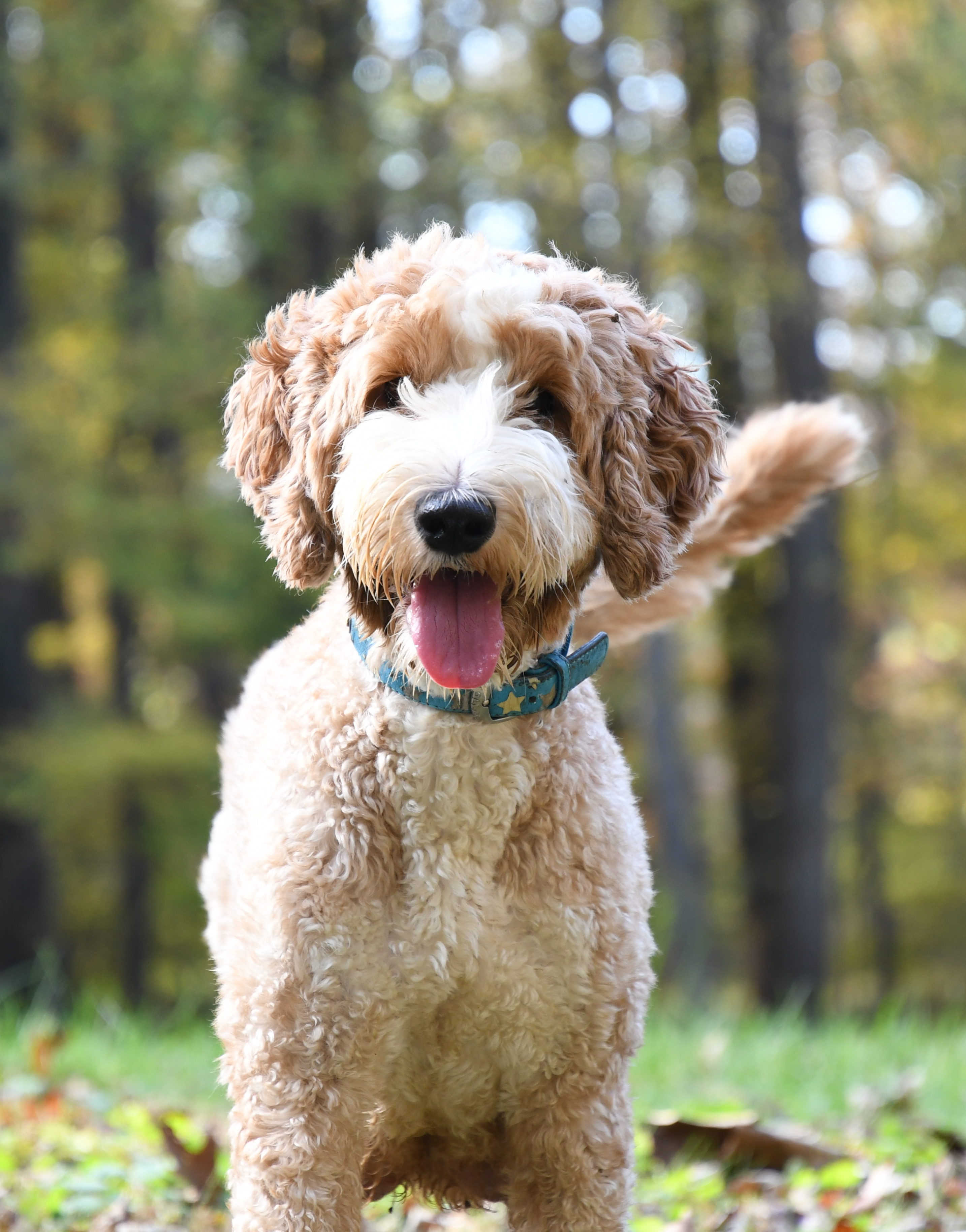 The Importance of Proper Socialization - Eden Valley Manor