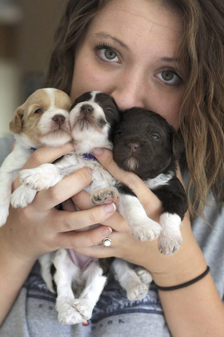 Puppy Development - Eden Valley Manor