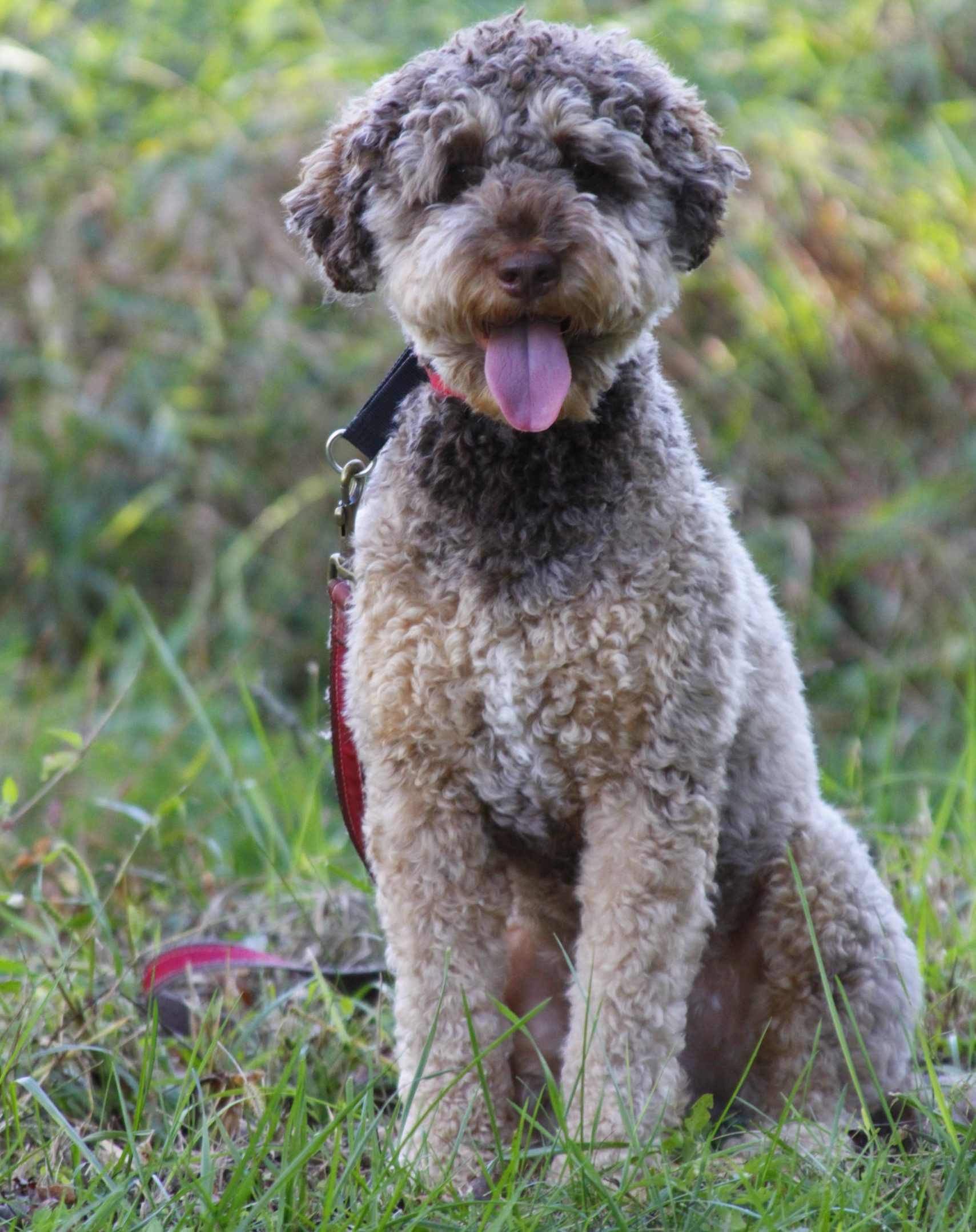 Eden Valley's Pick-A-Dilly - Eden Valley Manor